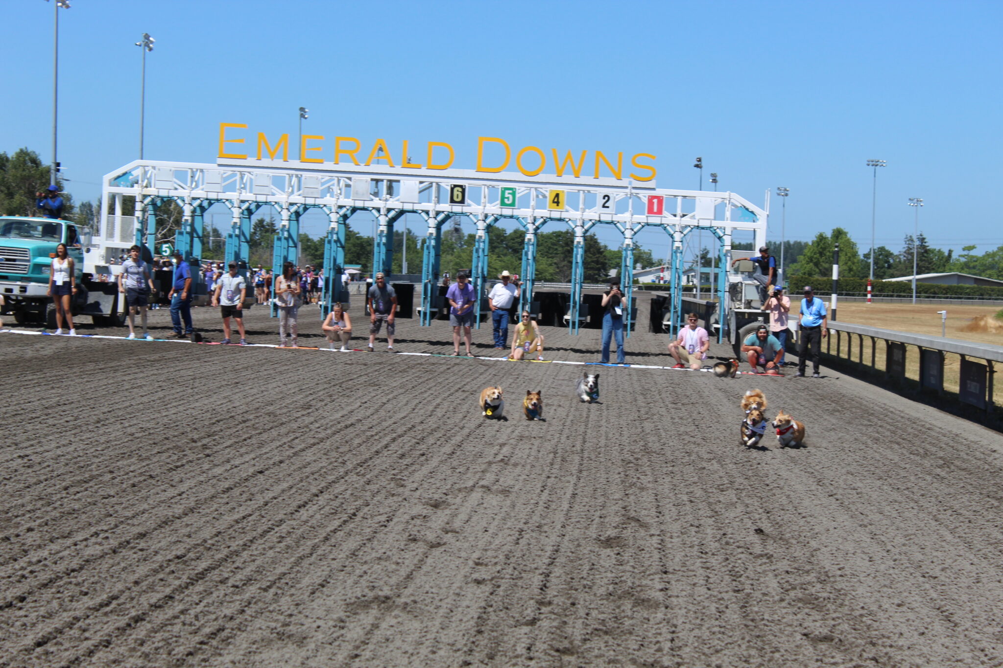 Emerald Downs: Corgi Madness! - Eli Sports Network