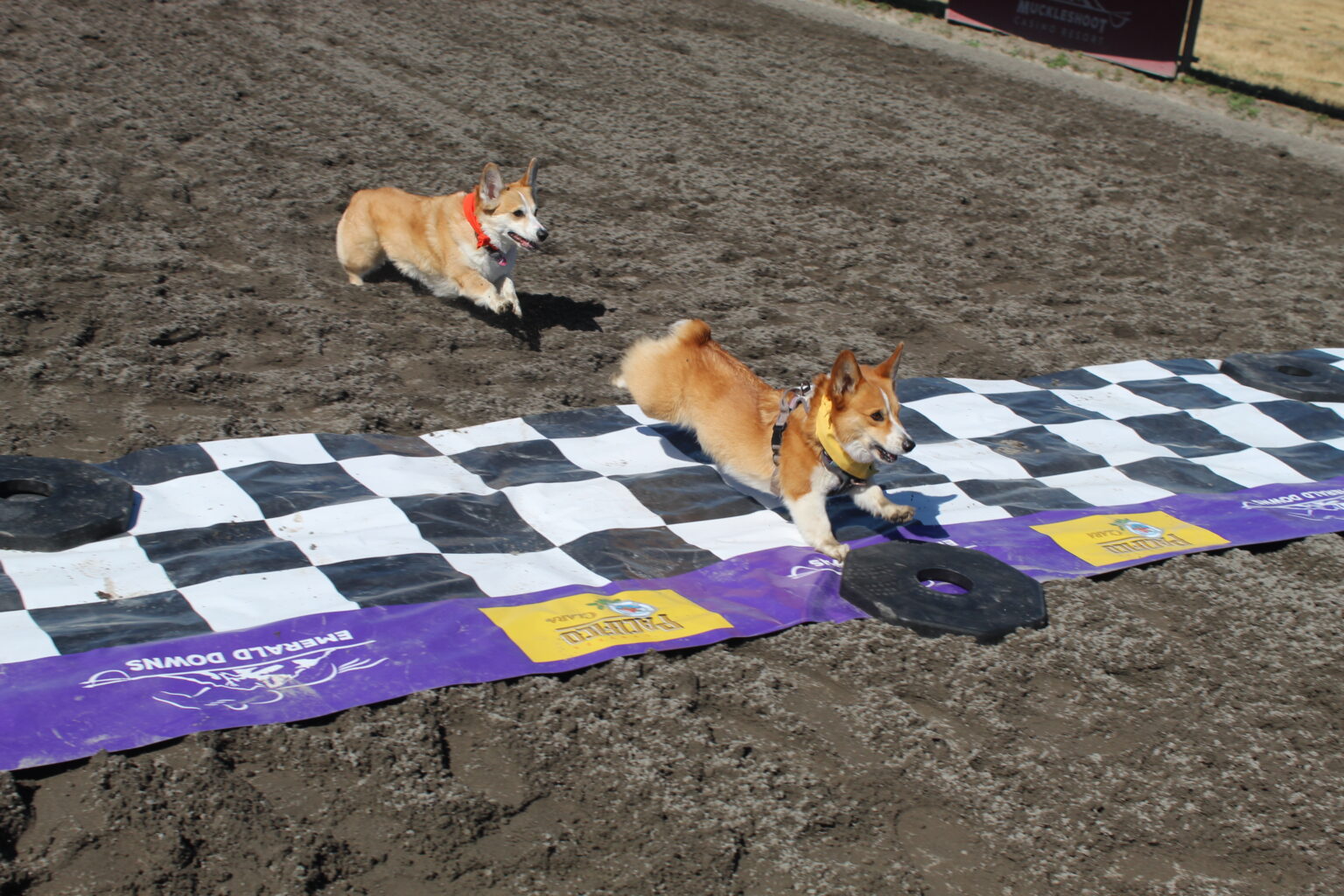 Emerald Downs: World Championship Corgi Races 2025 - Eli Sports Network