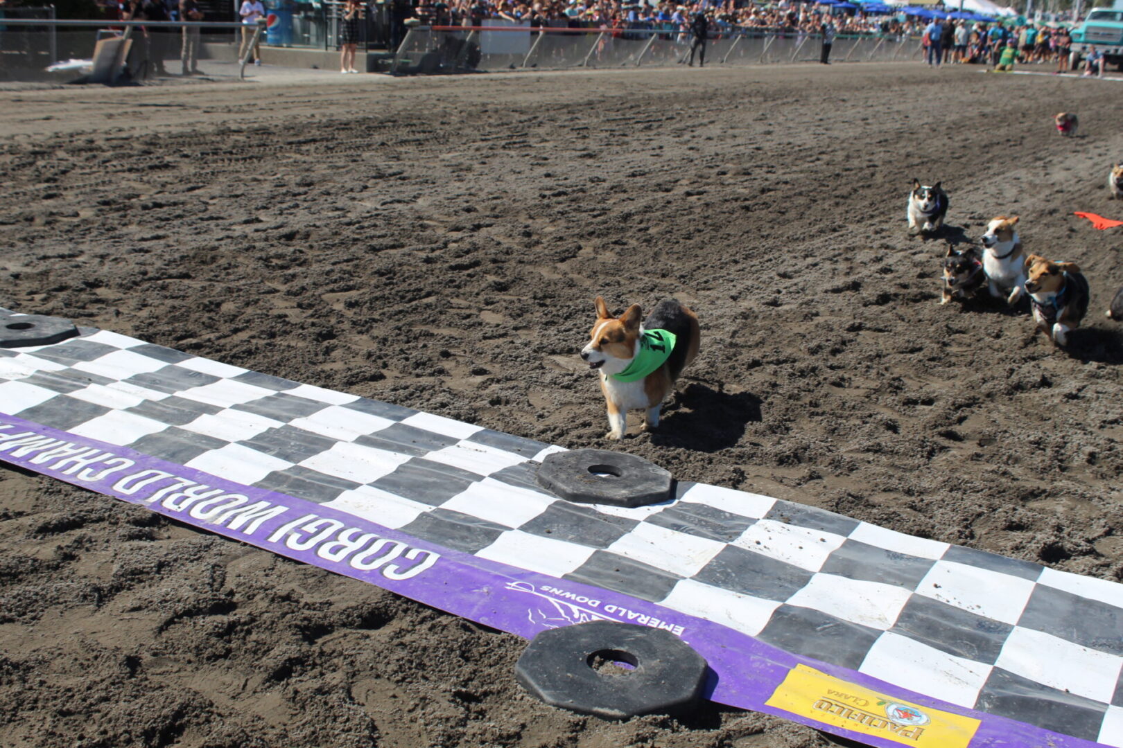 Emerald Downs: World Championship Corgi Races 2025 - Eli Sports Network