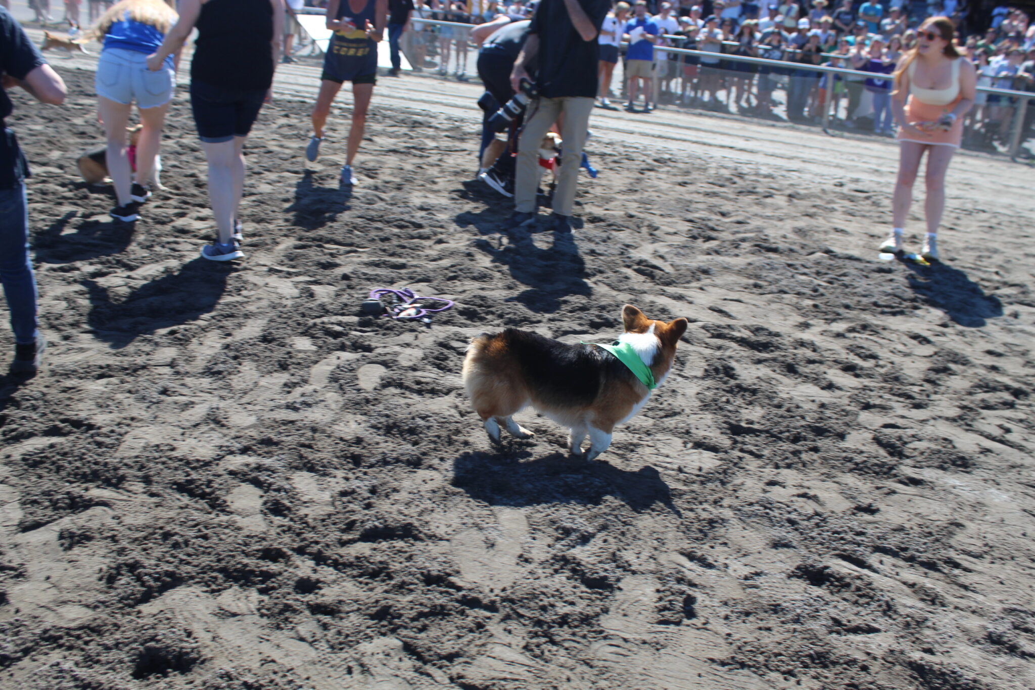 Emerald Downs: World Championship Corgi Races 2025 - Eli Sports Network