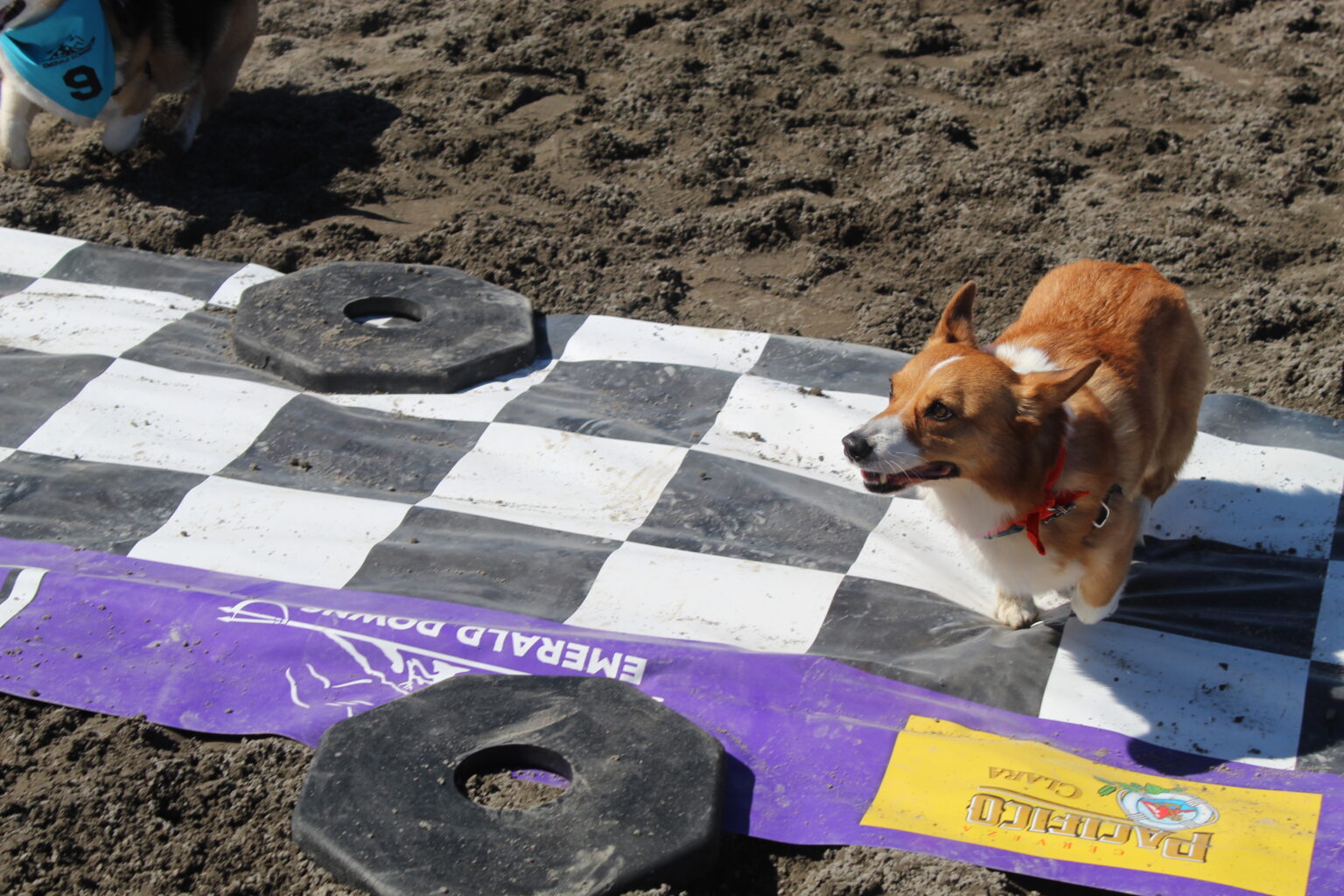 Emerald Downs: World Championship Corgi Races 2025 - Eli Sports Network