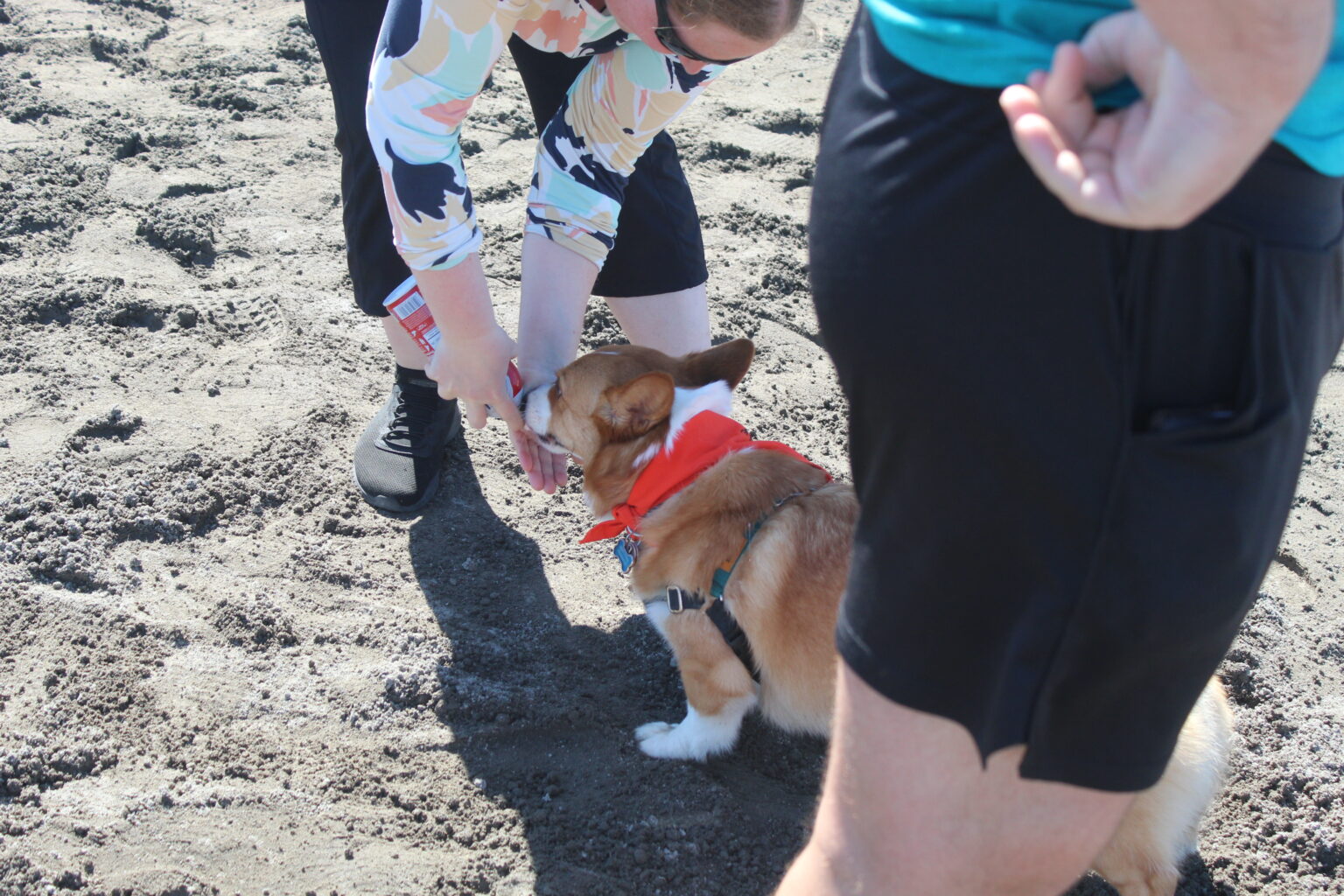 Emerald Downs: World Championship Corgi Races 2025 - Eli Sports Network
