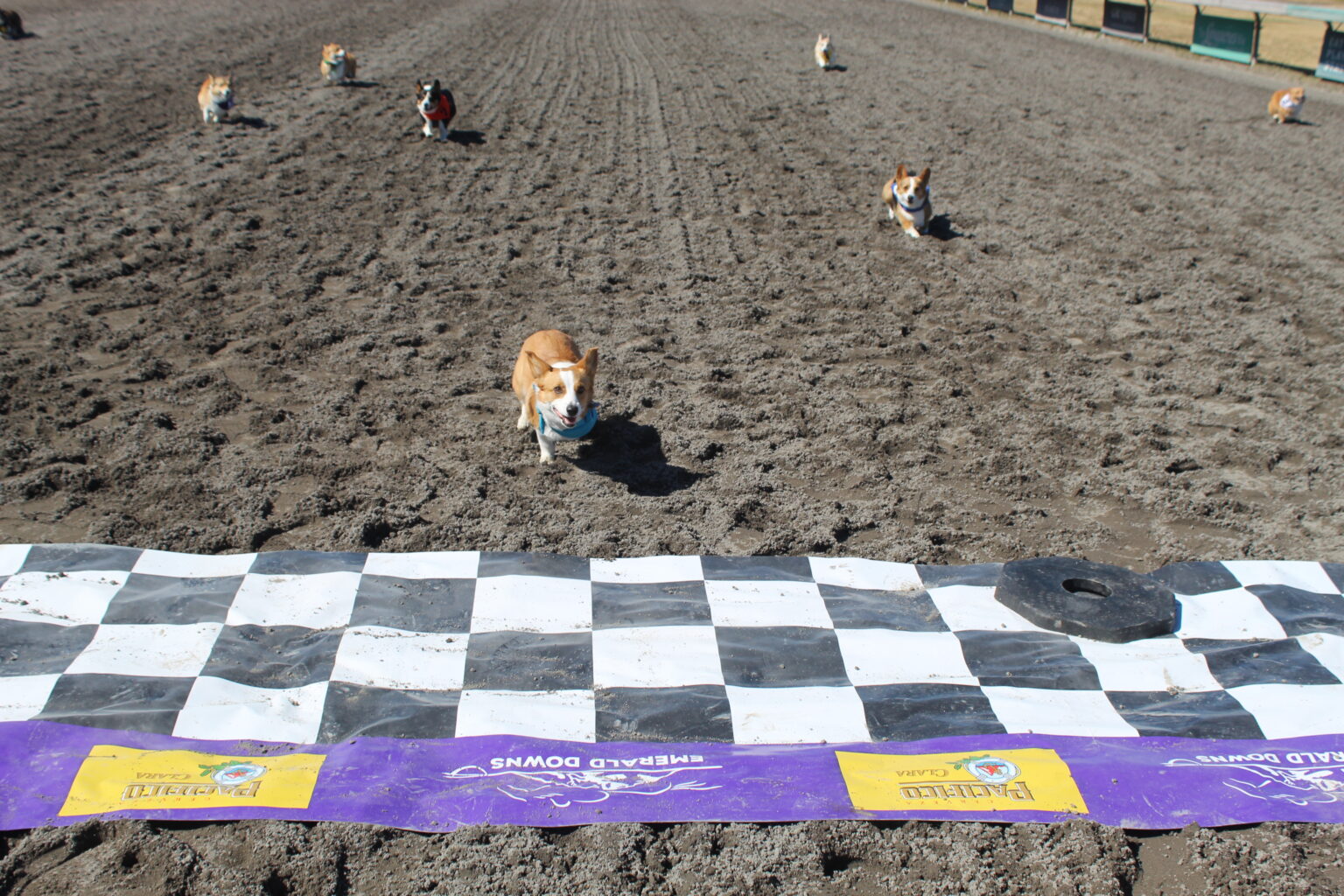Emerald Downs: World Championship Corgi Races 2025 - Eli Sports Network