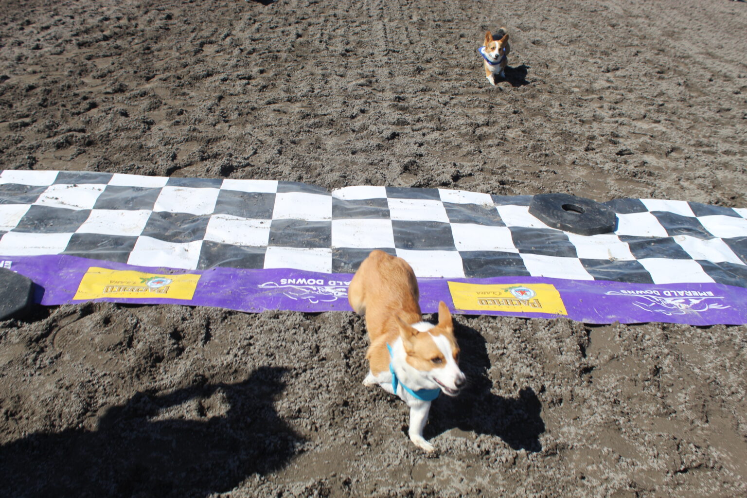 Emerald Downs: World Championship Corgi Races 2025 - Eli Sports Network